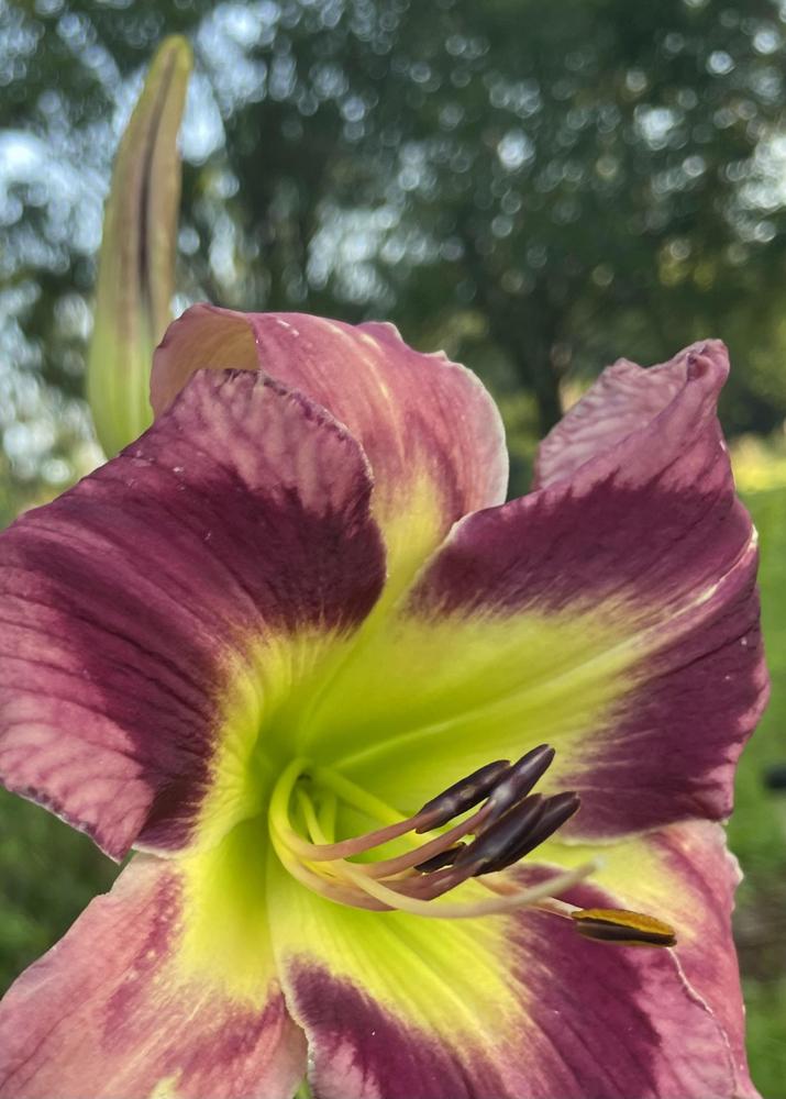 Photo of the closeup of buds, sepals and receptacles of Daylily ...