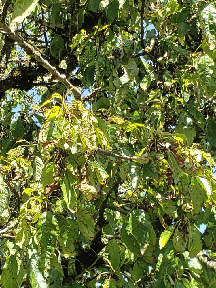 Very sick cherry tree in the Ask a Question forum - Garden.org