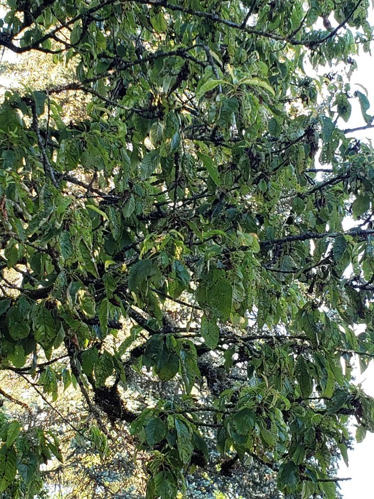 Very sick cherry tree in the Ask a Question forum - Garden.org