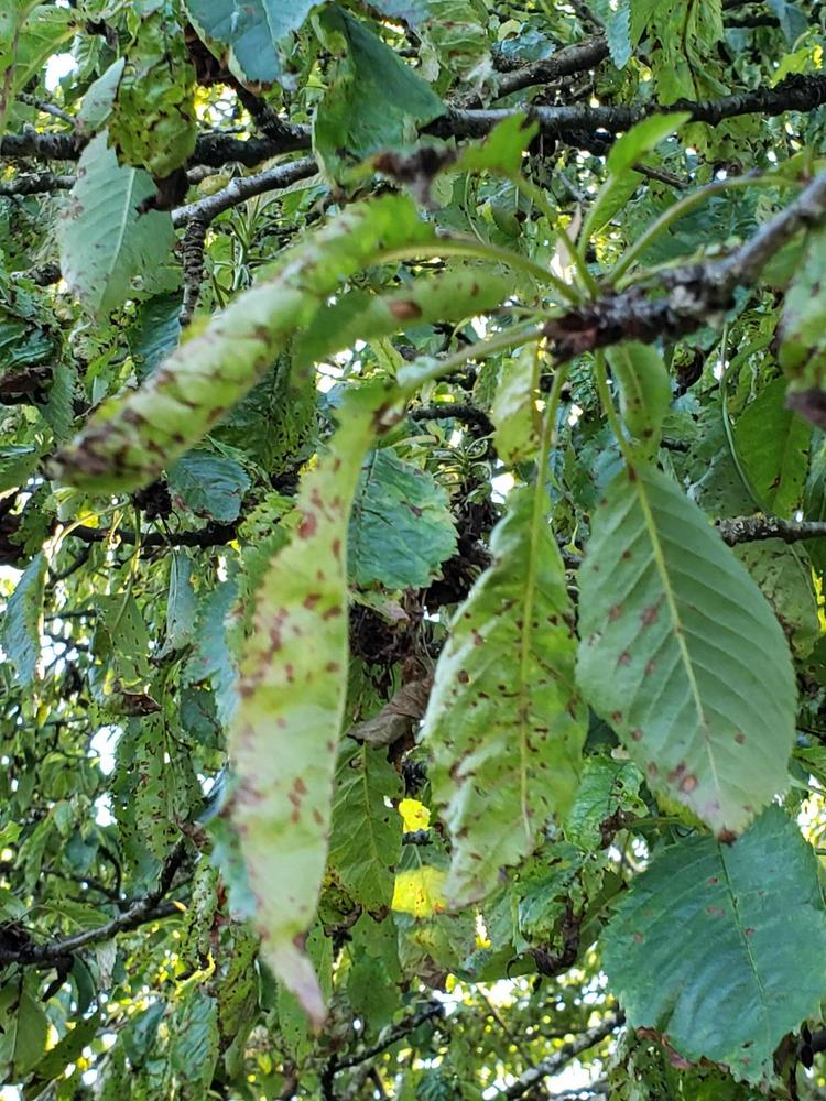 Very sick cherry tree in the Ask a Question forum - Garden.org