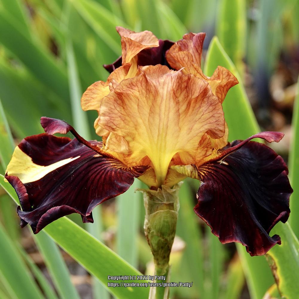 Photo of the bloom of Tall Bearded Iris (Iris 'Solar Fire') posted by ...