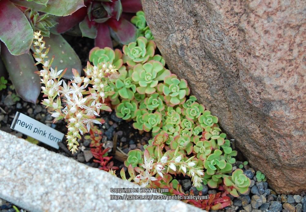 Photo of the entire plant of Nevius' Stonecrop (Sedum nevii 'Pink Form ...
