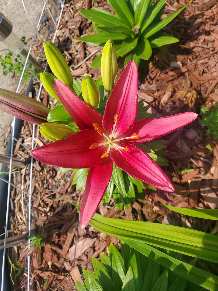 Photo of the bloom of Lily (Lilium 'Black Out') posted by AnthonyF ...