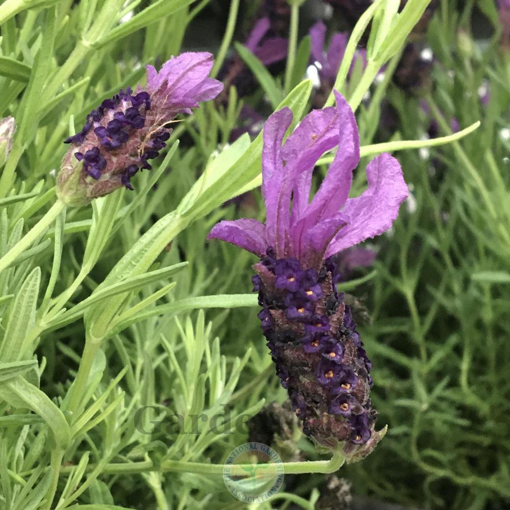 Photo of the bloom of Spanish Lavender (Lavandula stoechas Javelin ...