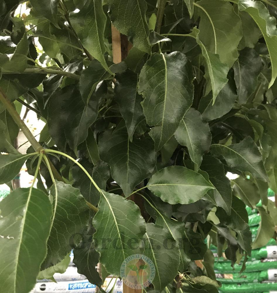 Callery Pear (Pyrus calleryana New Bradford®) in the Pears Database ...