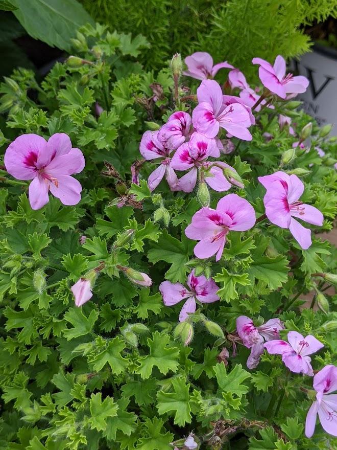 Photo of the entire plant of Scented Geranium (Pelargonium crispum ...