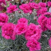 Photo of the entire plant of Dianthus Fruit Punch® Spiked Punch posted ...