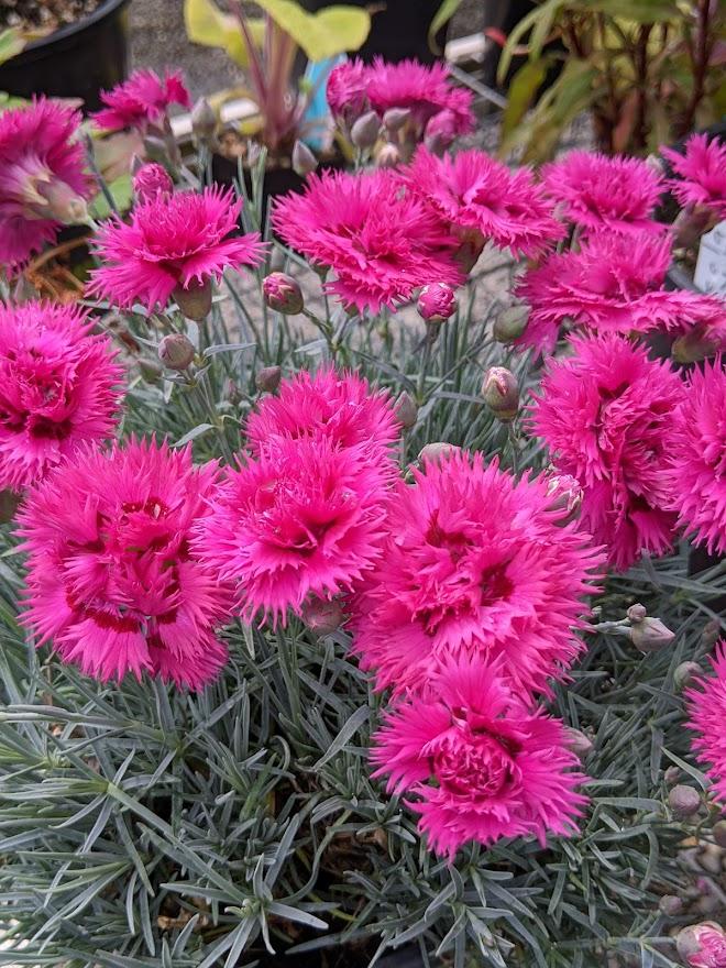 Photo of the entire plant of Dianthus Fruit Punch® Spiked Punch posted ...