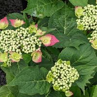 Photo of the closeup of buds, sepals and receptacles of Bigleaf ...