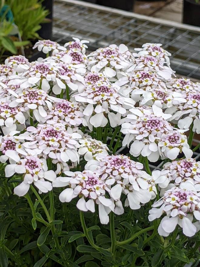 Photo of the bloom of Hybrid Candytuft (Iberis Pink Ice™) posted by Joy ...