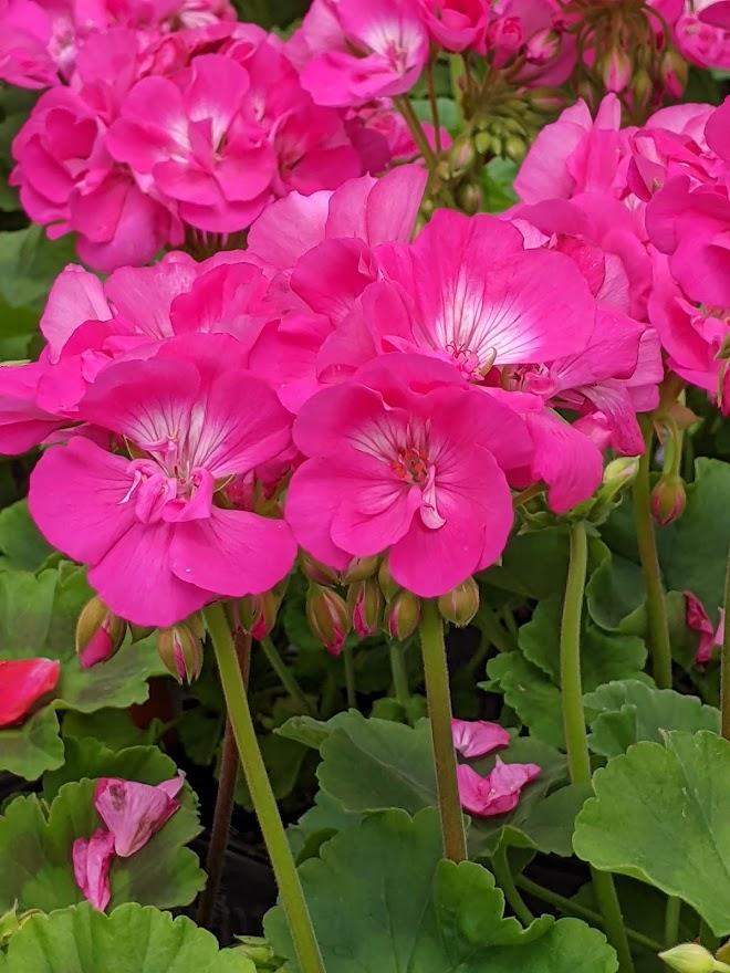 Photo of the entire plant of Fish Geranium (Pelargonium x hortorum ...