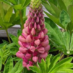 Photo of the bloom of Dwarf Lupine (Lupinus 'Gallery Red') posted by ...