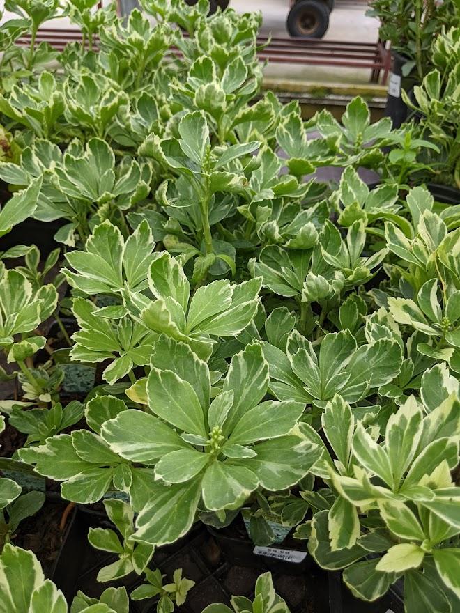 Photo of the entire plant of Japanese Spurge (Pachysandra terminalis ...
