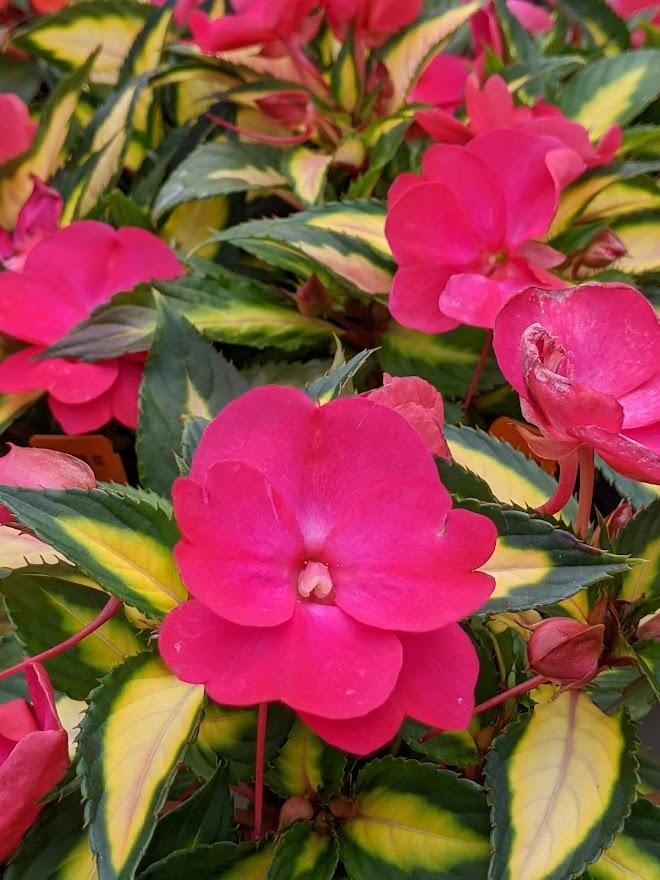 Photo of the bloom of Impatiens SunPatiens® Compact Tropical Rose ...