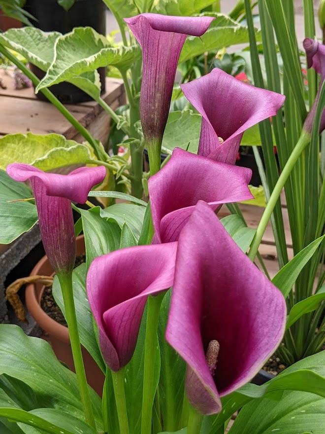 Photo of the bloom of Calla Lily (Zantedeschia 'Paco') posted by Joy ...