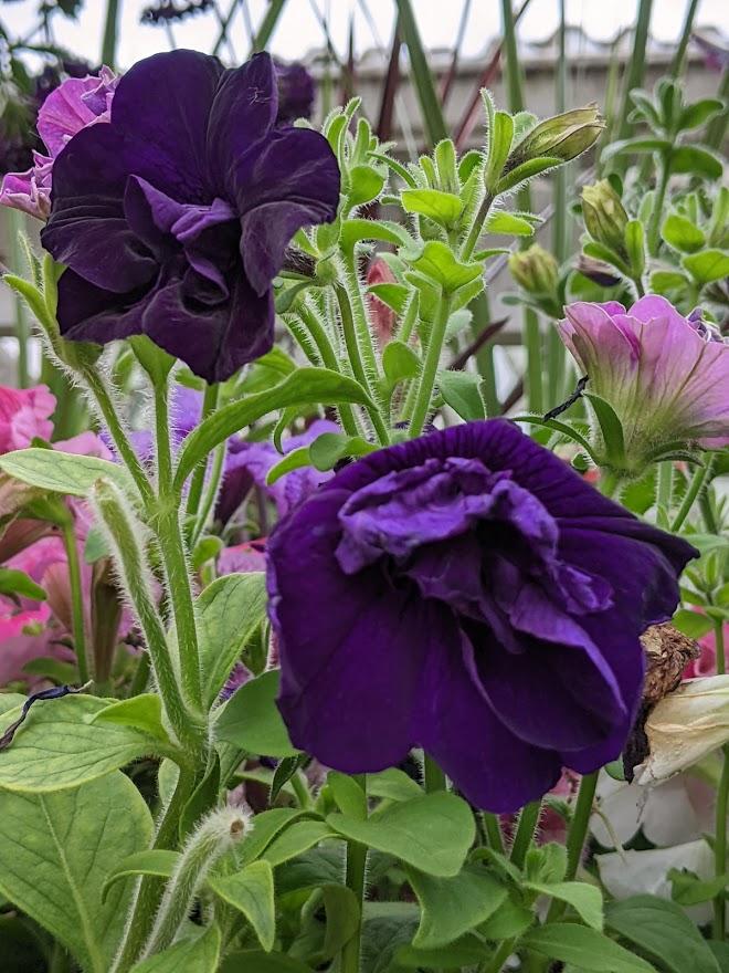 Petunia Double Madness™ Mix in the Petunias Database - Garden.org