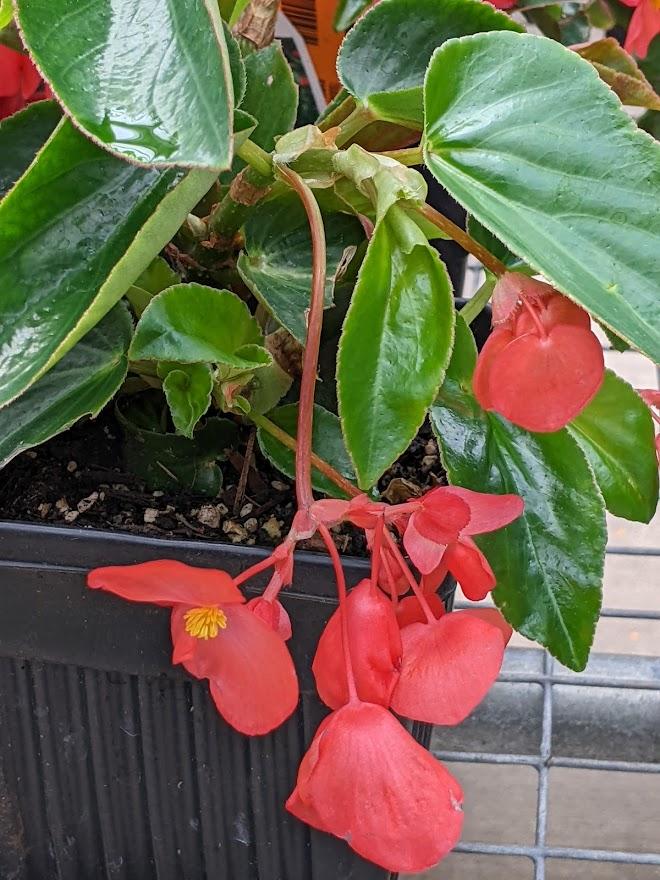 Photo of the entire plant of Dragon Wing Begonia (Begonia Dragon Wing ...
