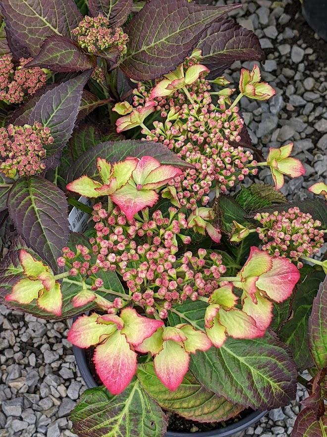 Photo of the bloom of Hydrangea (Hydrangea macrophylla Dutch Ladies ...