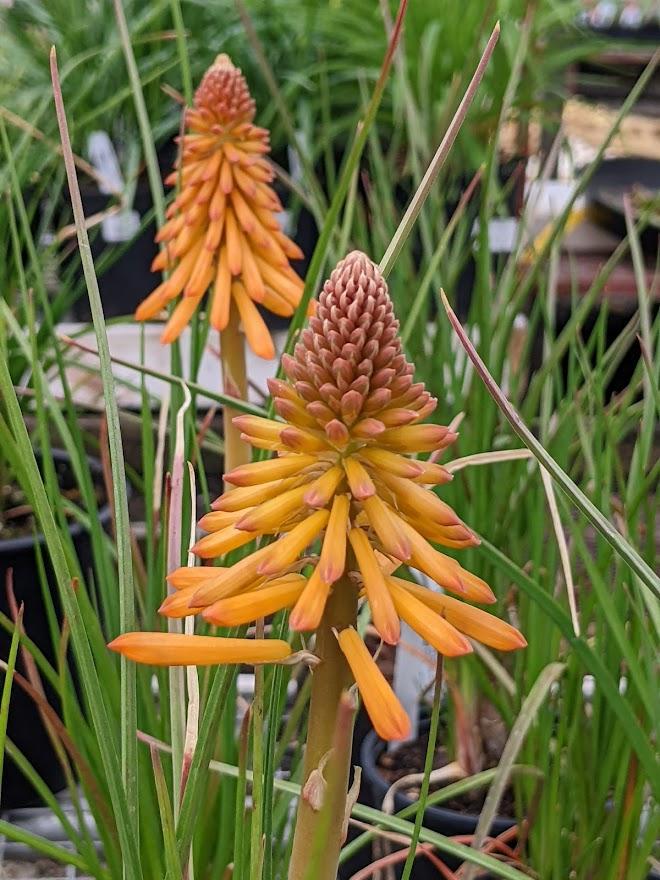 Photo of the bloom of Dwarf Torch Lily (Kniphofia Poco™ Orange) posted ...