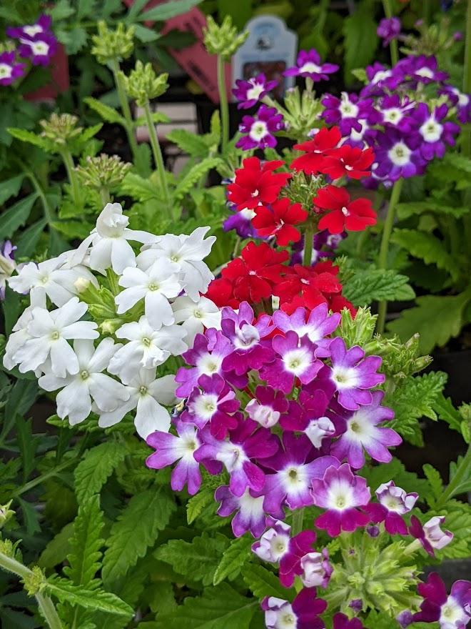 Garden Verbena (Verbena x hybrida Obsession™ Mix) - Garden.org