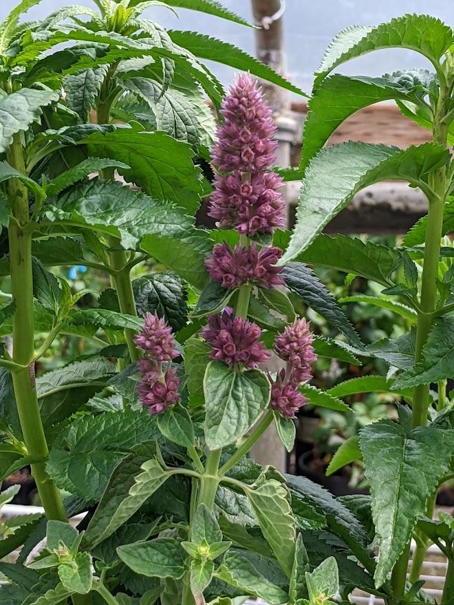 Photo of the entire plant of Dwarf Hummingbird Mint (Agastache Poquito ...