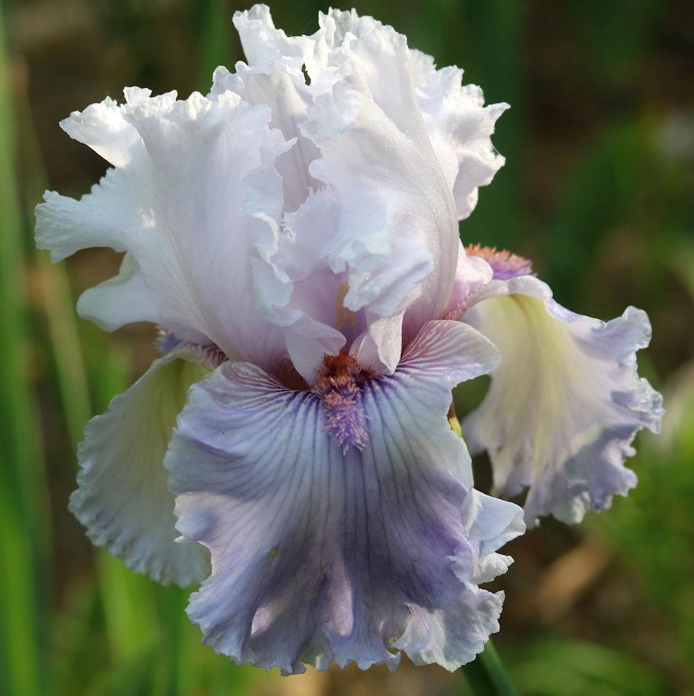 Photo of the bloom of Tall Bearded Iris (Iris 'Lavender Fizz') posted ...