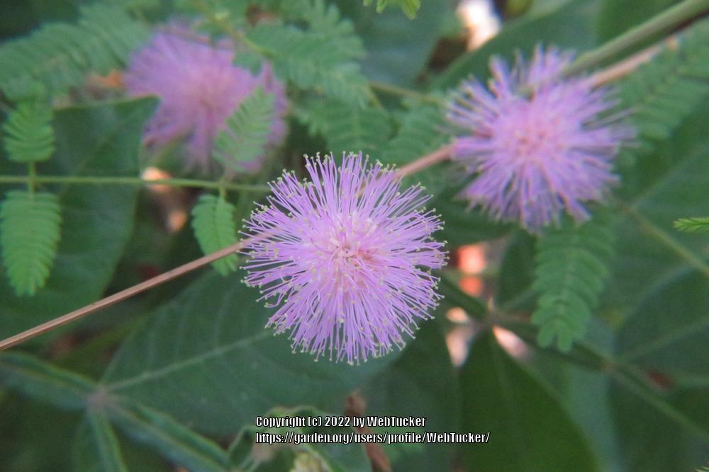 Photo of the bloom of Sensitive Briar (Mimosa quadrivalvis var ...