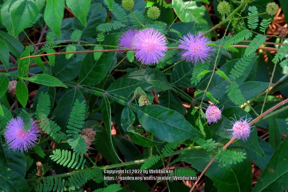 Photo of the entire plant of Sensitive Briar (Mimosa quadrivalvis var ...