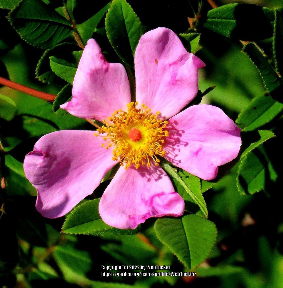 Photo of the bloom of Pasture Rose (Rosa carolina) posted by WebTucker ...
