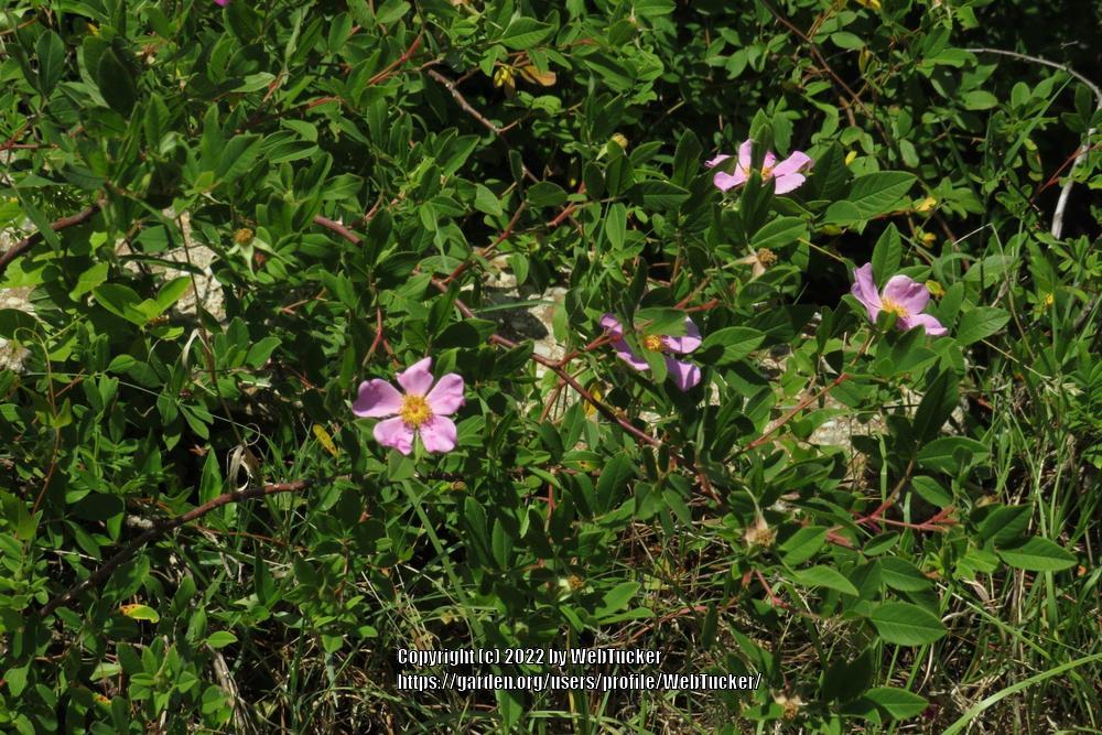 Photo of the entire plant of Pasture Rose (Rosa carolina) posted by ...