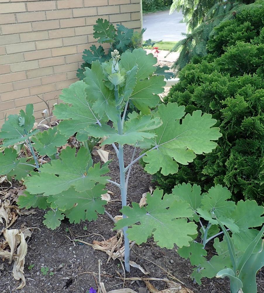 Photo of the entire plant of Plume Poppy (Macleaya cordata) posted by ...