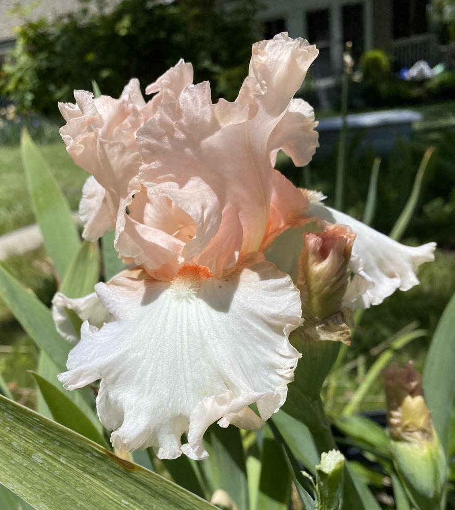Photo of the bloom of Tall Bearded Iris (Iris 'Baby Sarah') posted by ...