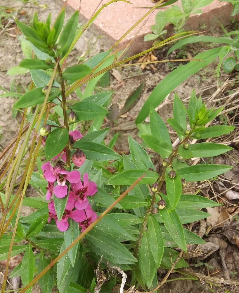 Photo of the entire plant of Summer Snapdragon (Angelonia angustifolia ...
