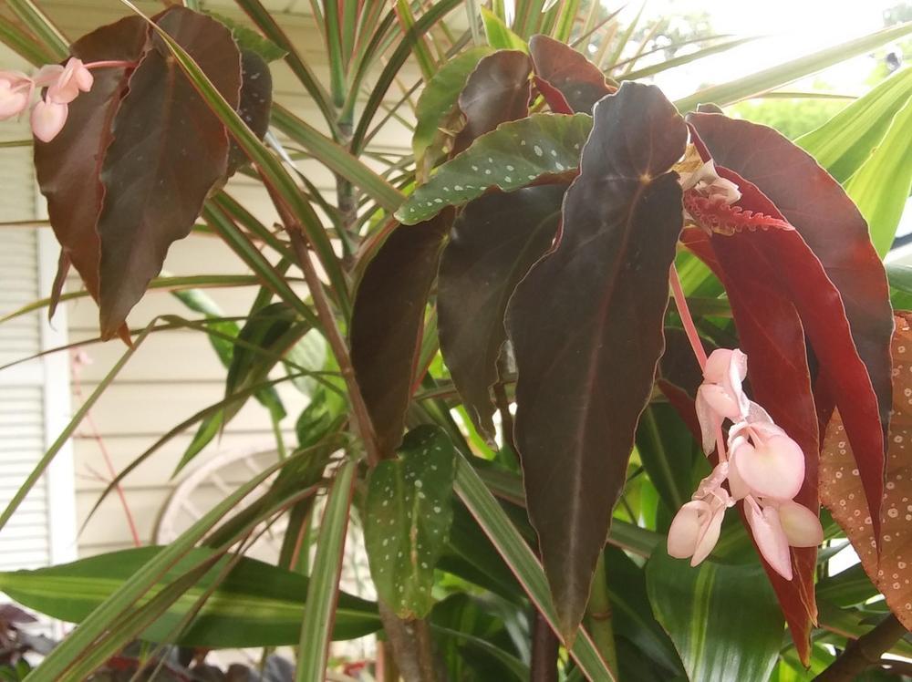 Photo of the entire plant of Begonia 'Castaway' posted by purpleinopp ...