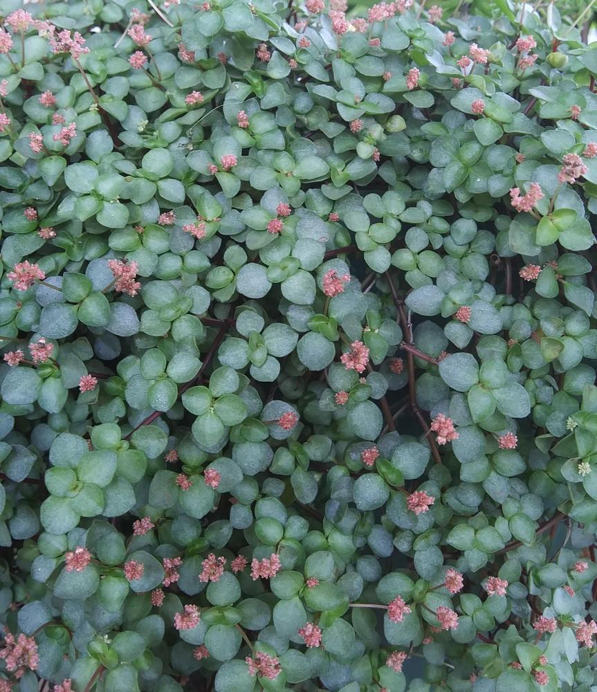 Photo of the bloom of Silver Sprinkles Baby Tears (Pilea libanensis ...