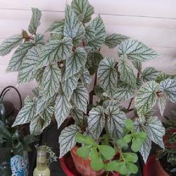 Begonia 'Frosty' in the Begonias Database - Garden.org