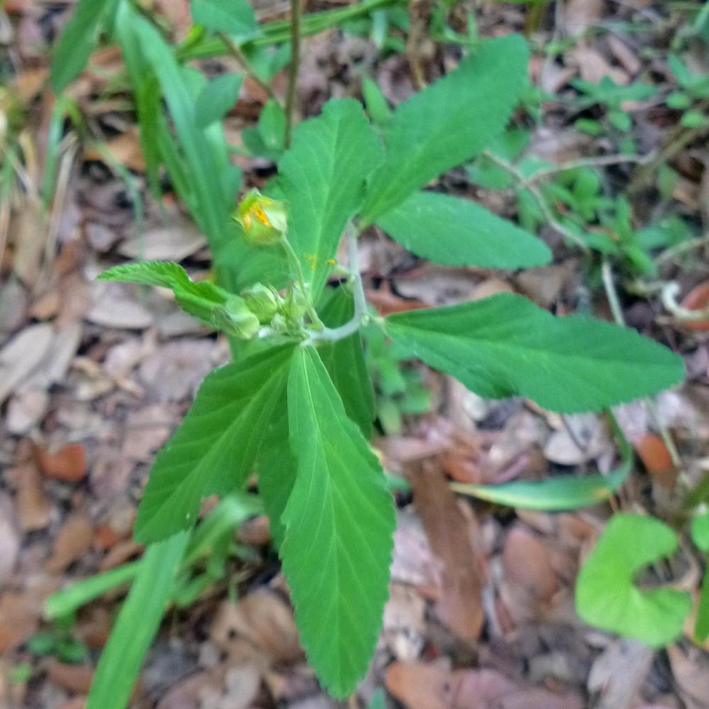 Photo of the leaves of Arrowleaf Sida (Sida rhombifolia subsp ...