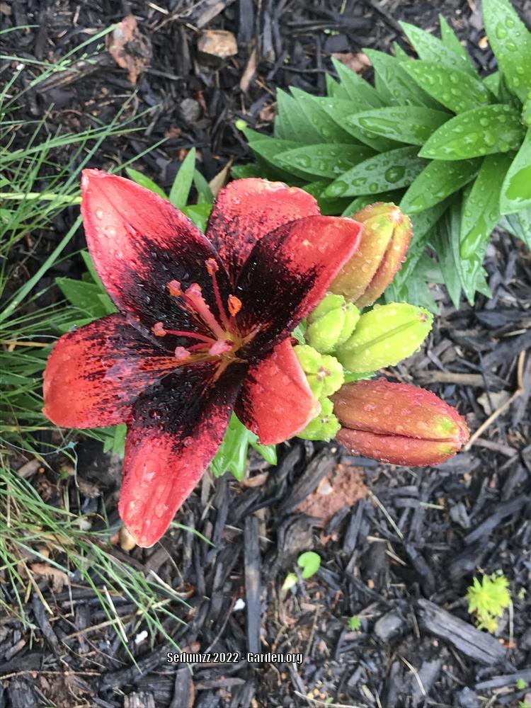 Photo of the bloom of Lily (Lilium Lily Looks™ Tiny Shadow) posted by ...