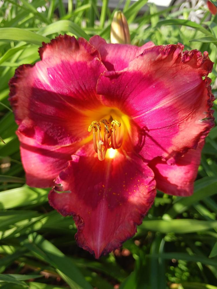 Daylily (Hemerocallis 'Raspberry Ruffles-unregistered') in the ...