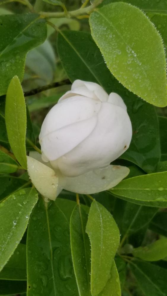 Photo of the bloom of Sweet Bay Magnolia (Magnolia virginiana) posted ...