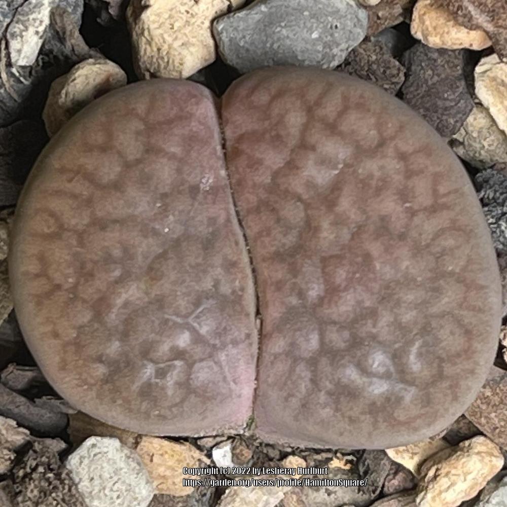 Photo of the entire plant of Living Stones (Lithops hookeri var ...