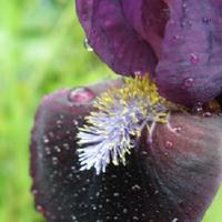 Standard Dwarf Bearded Iris (Iris 'Demon') in the Irises Database ...