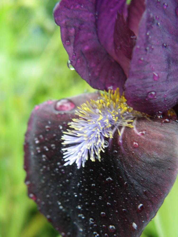 Photo of the bloom of Standard Dwarf Bearded Iris (Iris 'Demon') posted ...