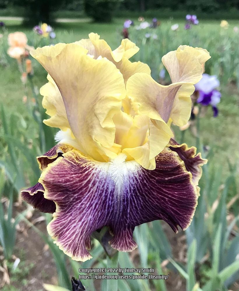 Photo of the bloom of Tall Bearded Iris (Iris 'Glow Plug') posted by ...