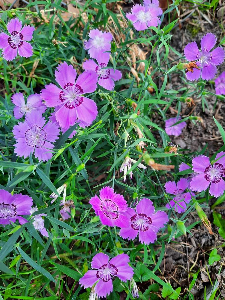 Photo of the bloom of Amur Pink (Dianthus chinensis 'Siberian Blues ...