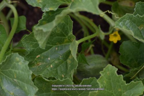 2022 Melon Thread in the Vegetables and Fruit forum - Garden.org