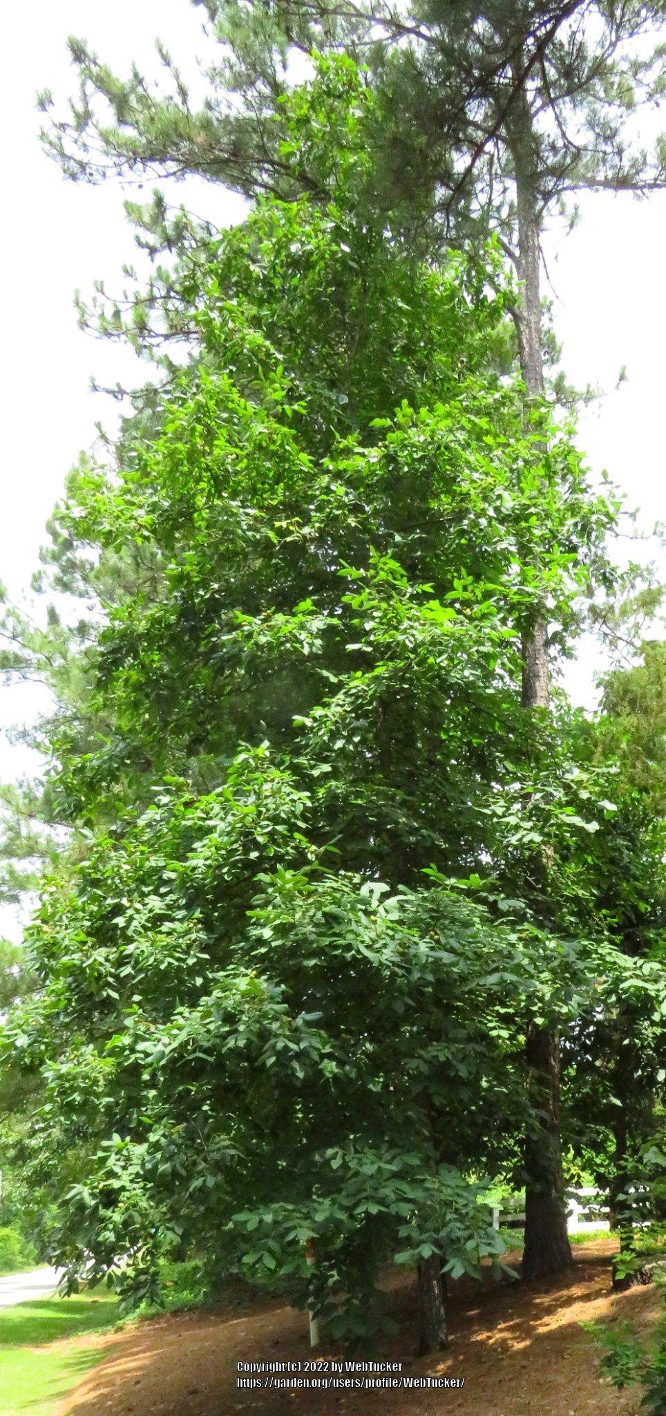 Photo of the entire plant of Mockernut Hickory (Carya alba) posted by ...