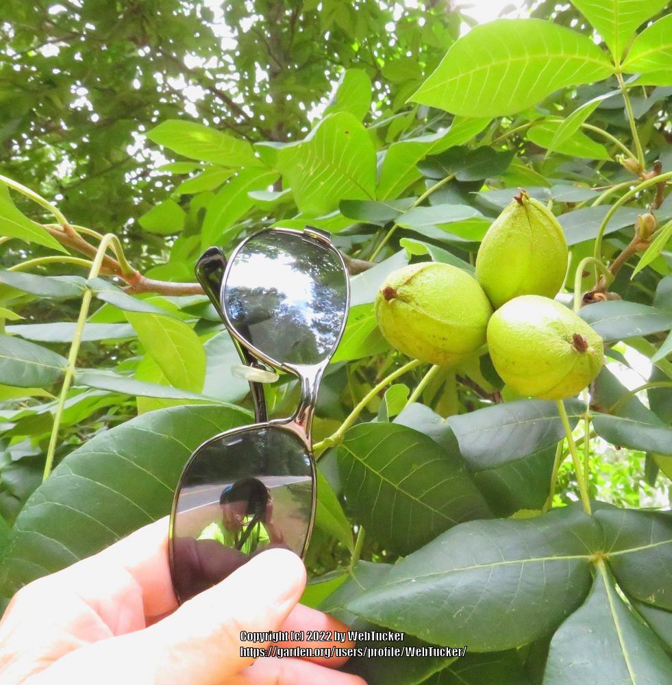 Photo of the fruit of Mockernut Hickory (Carya alba) posted by ...