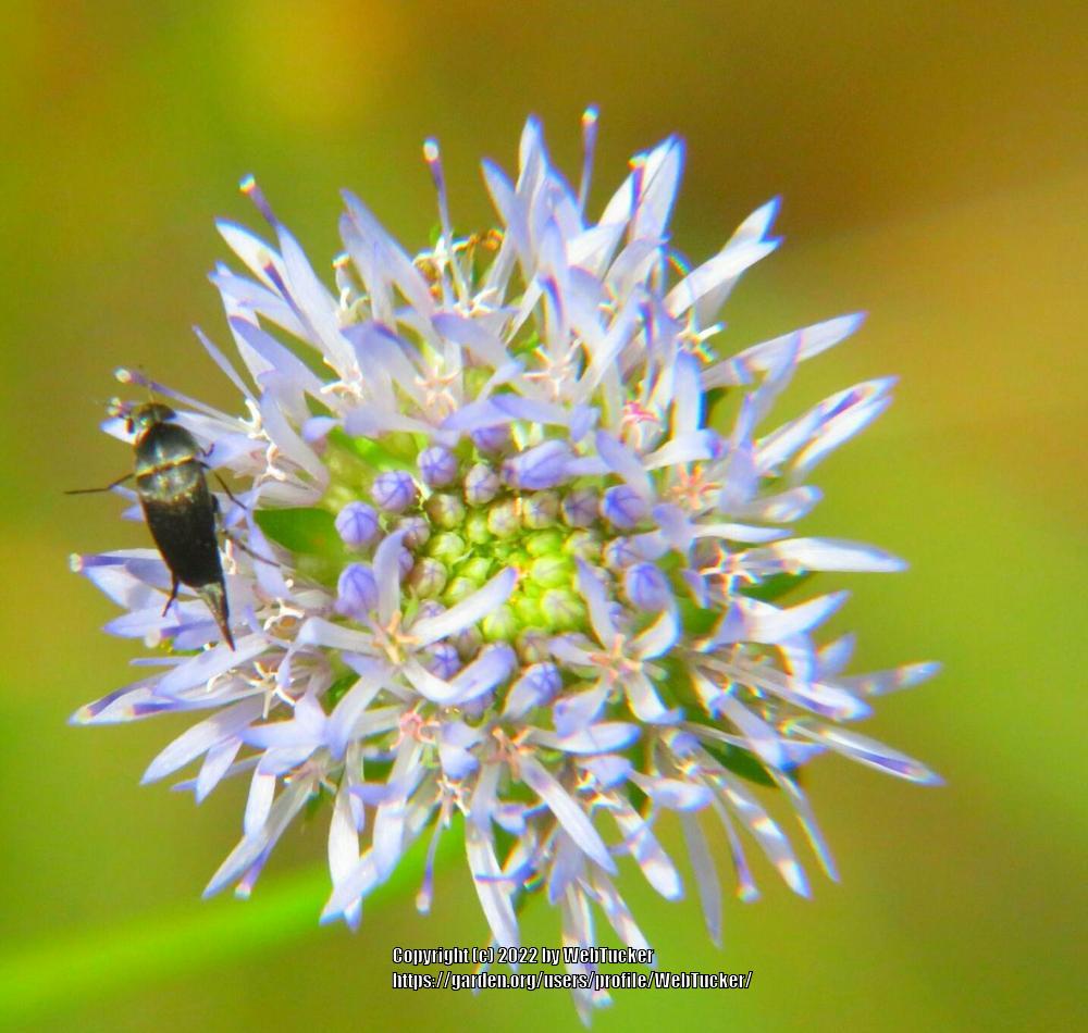 Photo of the stamens, filaments and pistils of Sheep's Bit (Jasione ...