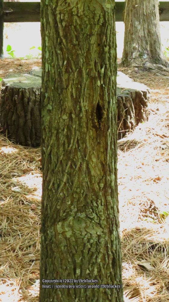 Photo of the stem, scape, stalk or bark of Mockernut Hickory (Carya ...